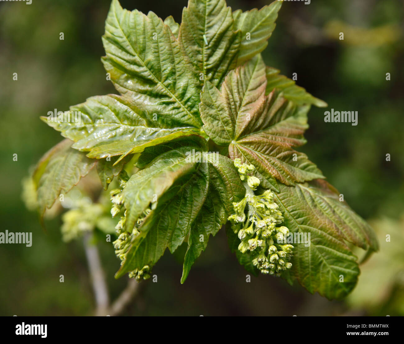Sycamore flowers hi-res stock photography and images - Alamy