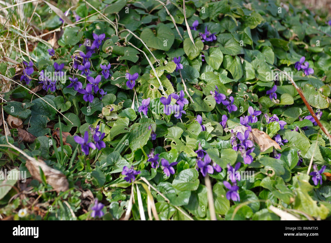 Sweet Violet (Viola odorata) plants in flower Stock Photo - Alamy