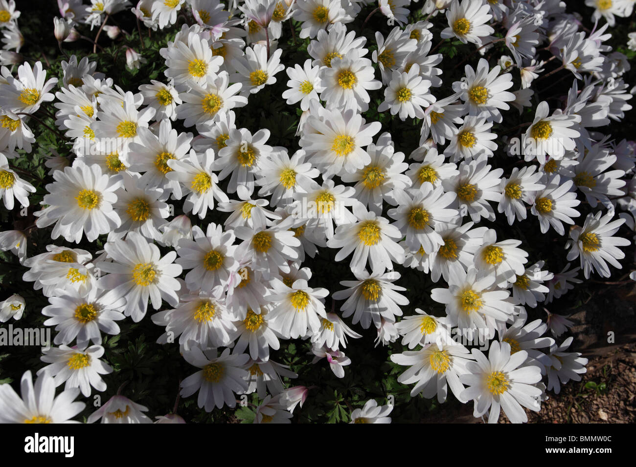 Windflower (Anemone blanda White splendour) plants in flower Stock ...