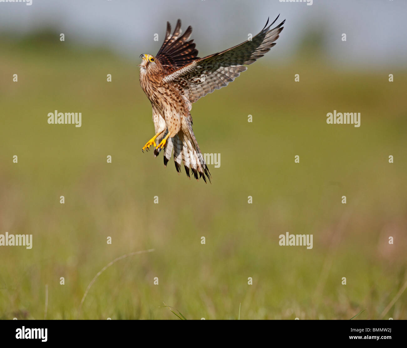 Kestrel (Falco tinnunculus) taking off from ground Stock Photo - Alamy