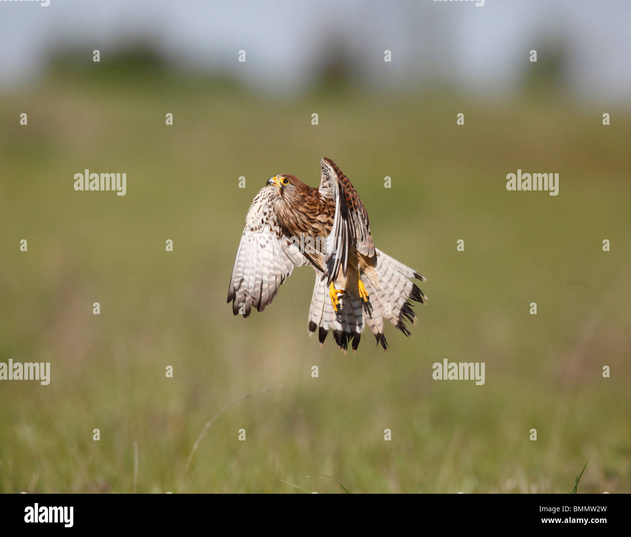 Kestrel (Falco tinnunculus) taking off from grass field Stock Photo - Alamy