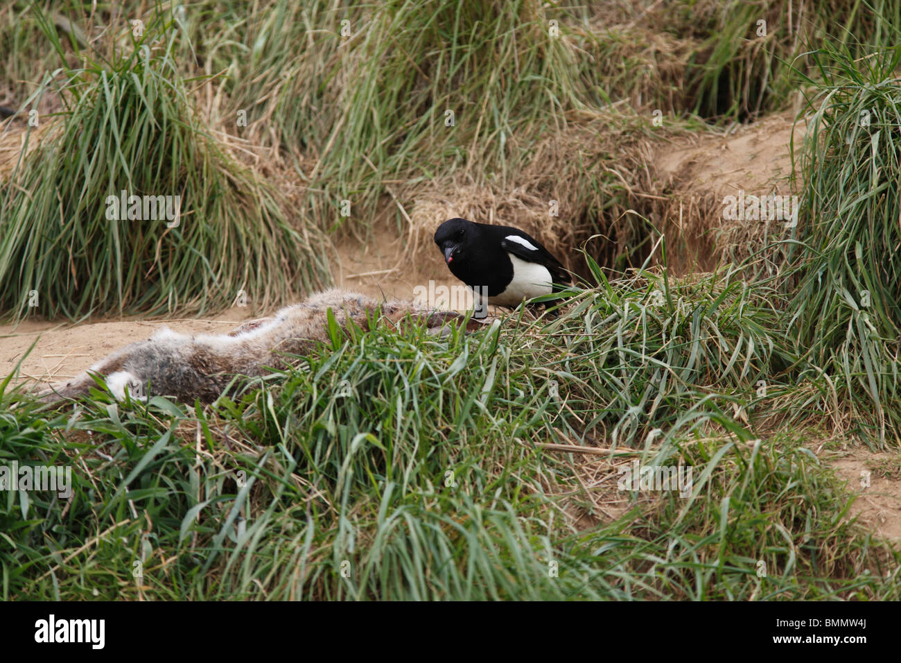 Magpie (Pica pica) eating dead rabbit Stock Photo - Alamy