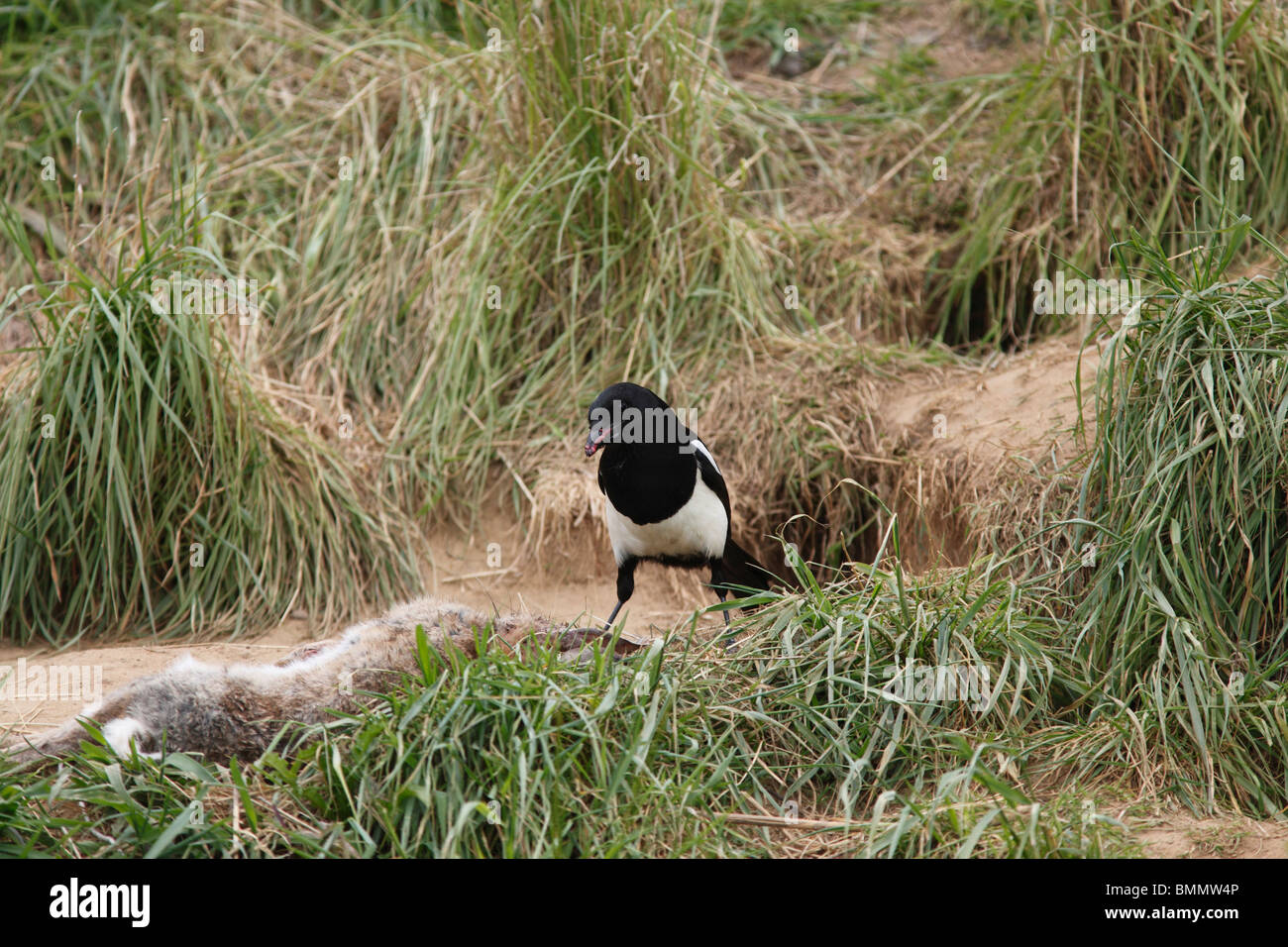 Magpie (Pica pica) feeding on dead rabbit Stock Photo - Alamy