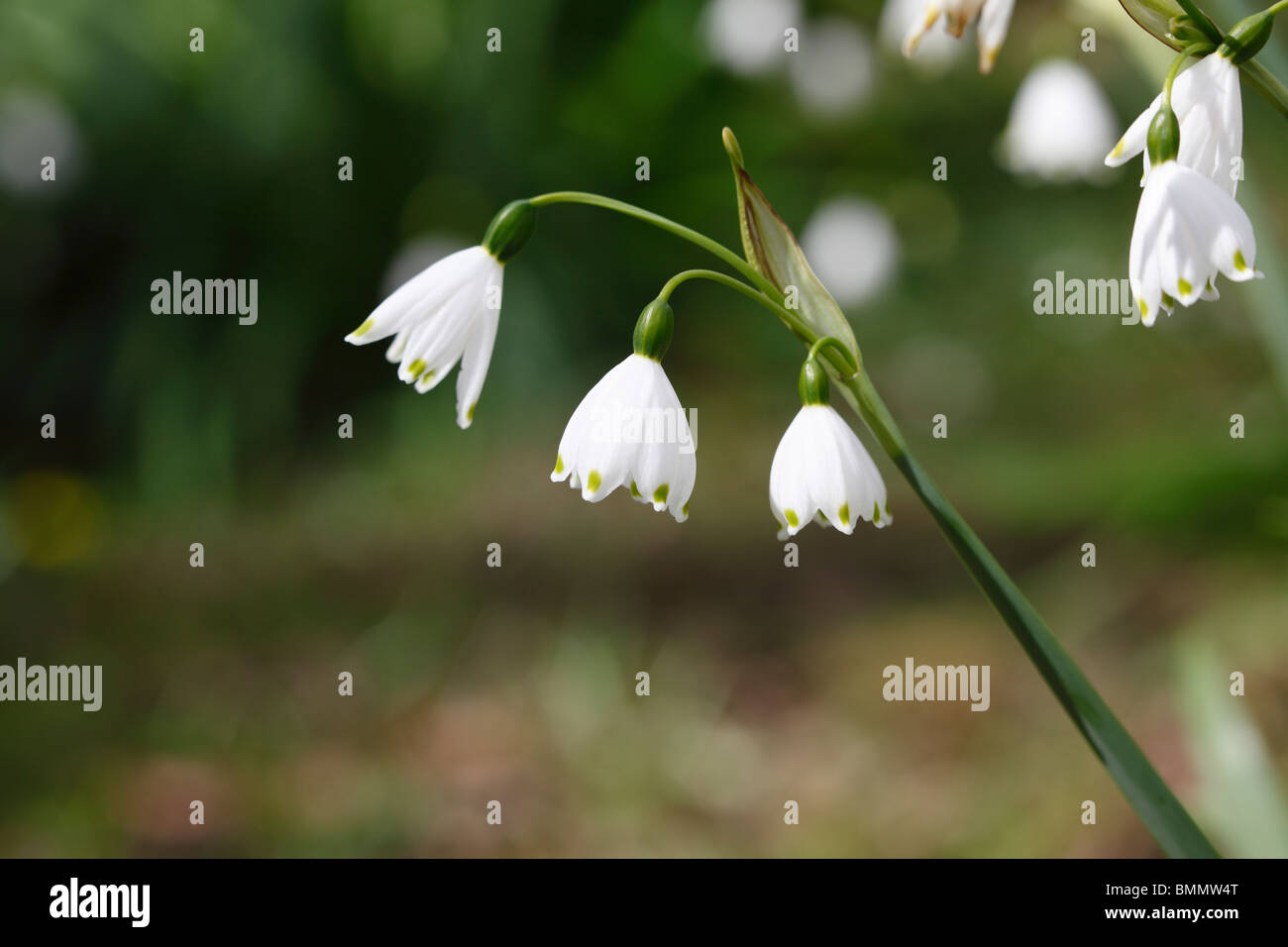 Summer snowflake (Leucojum aestivum gravetye giant) close up Stock ...
