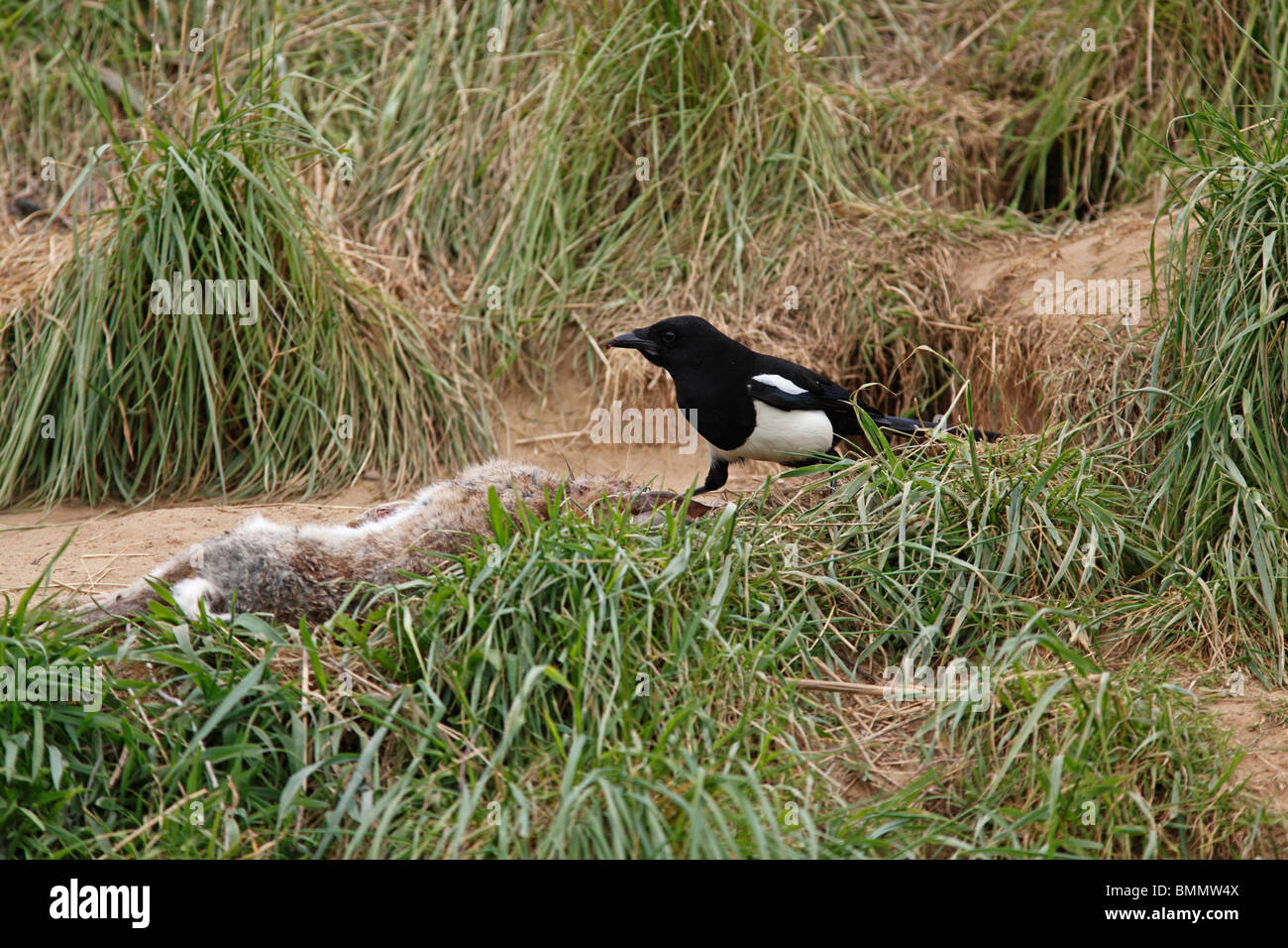 Magpie (Pica pica) feeding on dead rabbit Stock Photo - Alamy