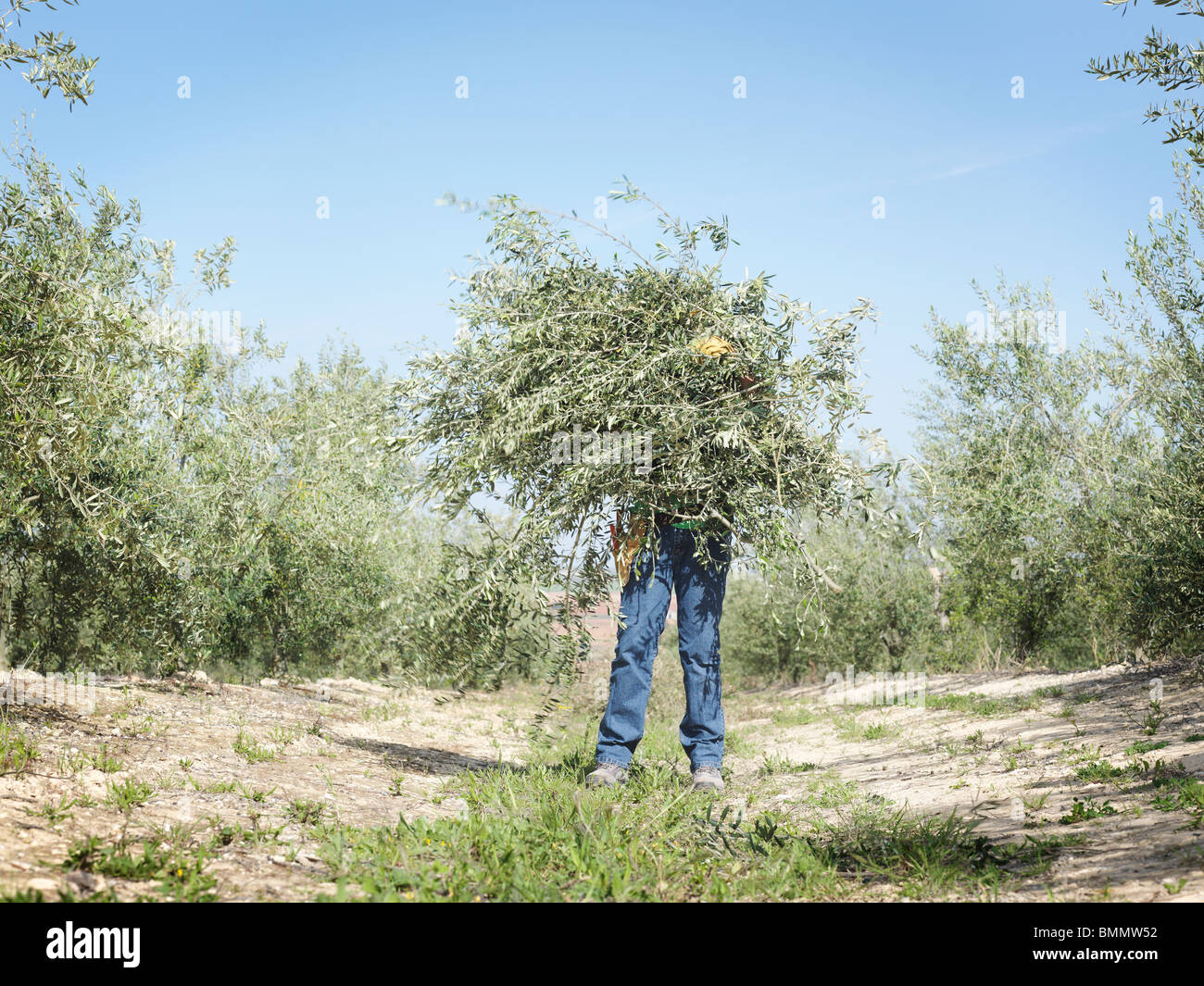 One olive tree hi-res stock photography and images - Alamy