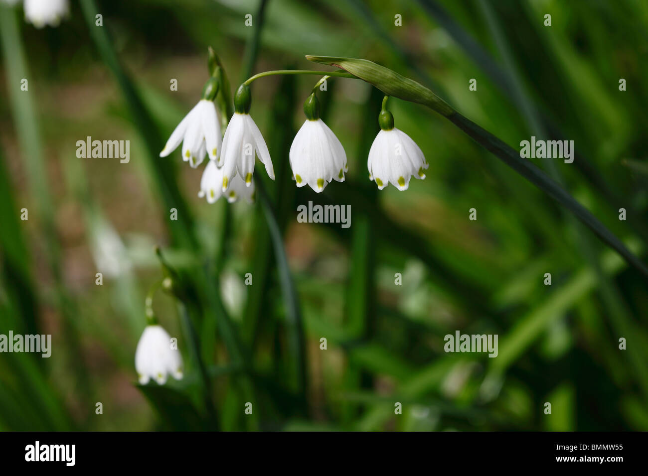 Summer snowflake (Leucojum aestivum gravetye giant) close up Stock ...