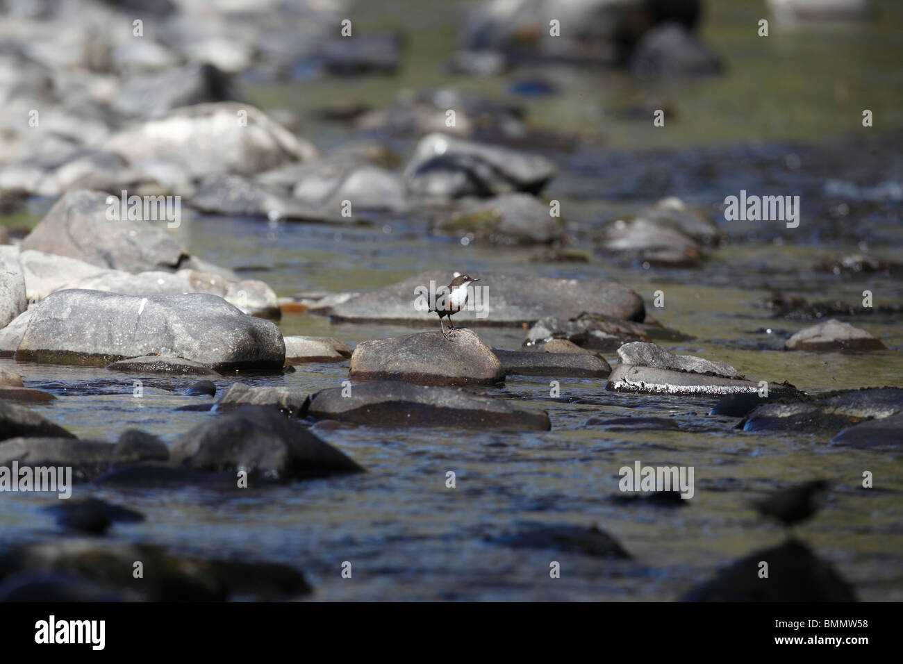 Dipper on river in hi-res stock photography and images - Alamy