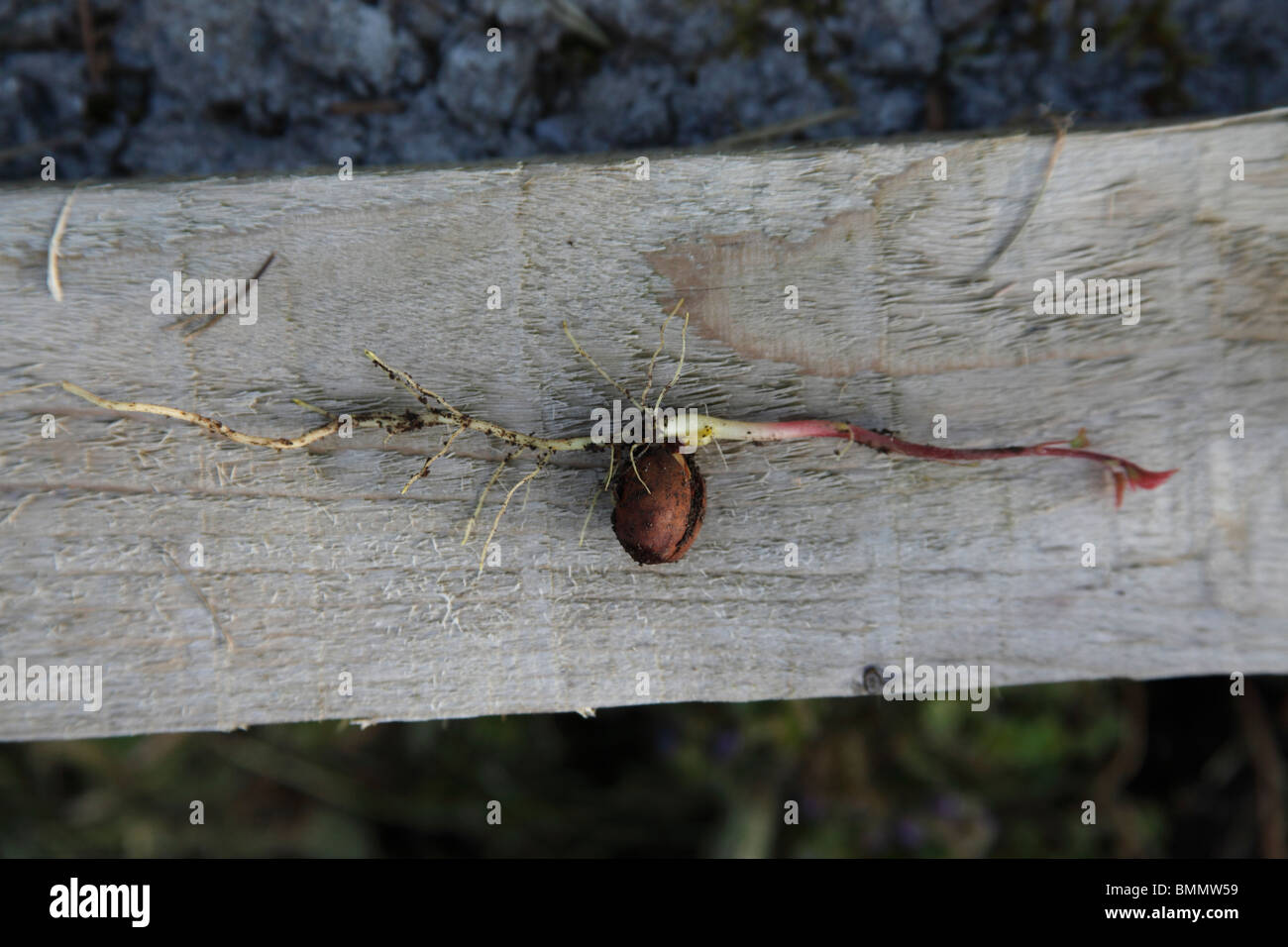 Developing Hazel seedling showing root structure Stock Photo - Alamy