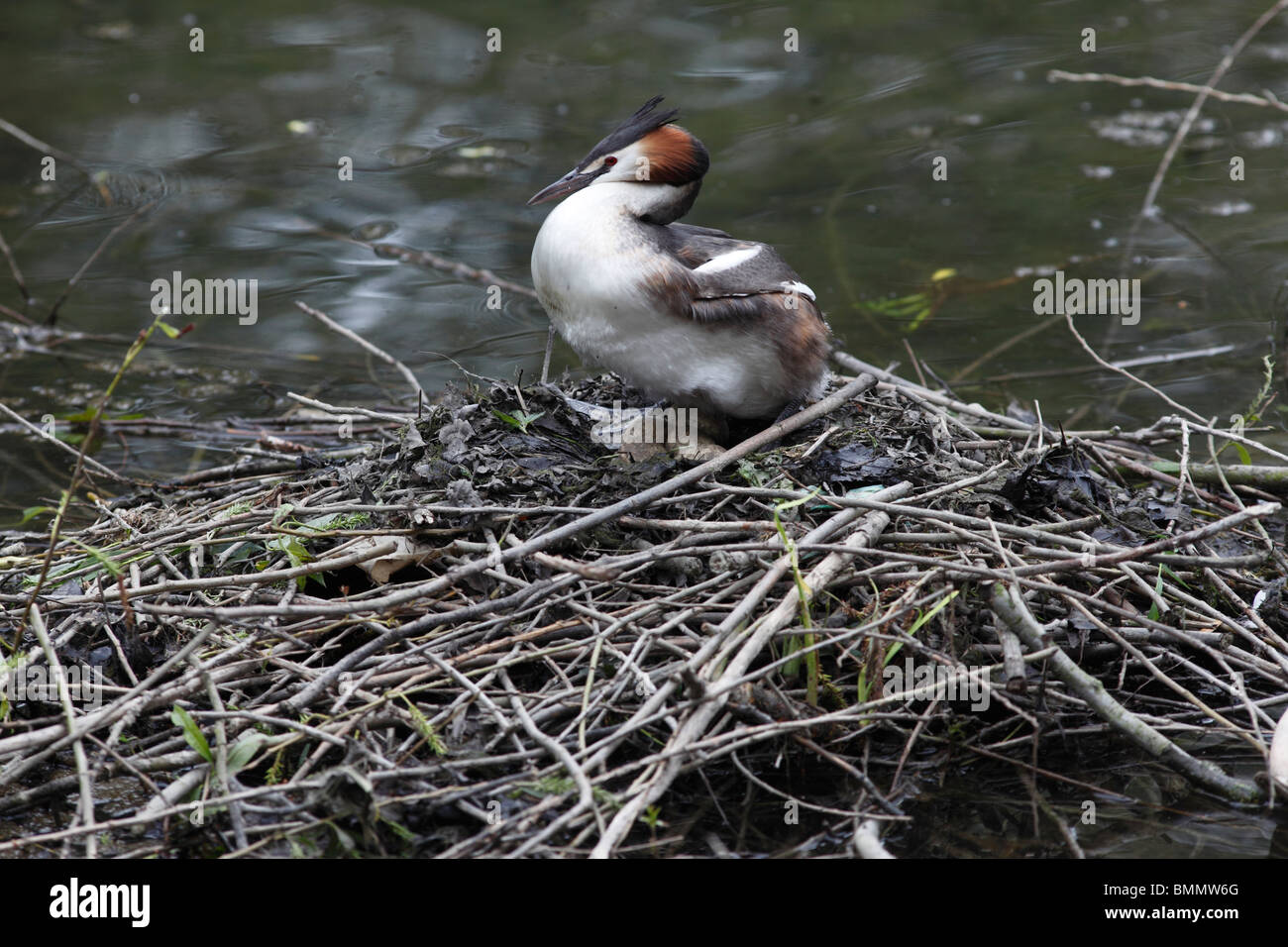 Great crested grebe eggs hi-res stock photography and images - Alamy