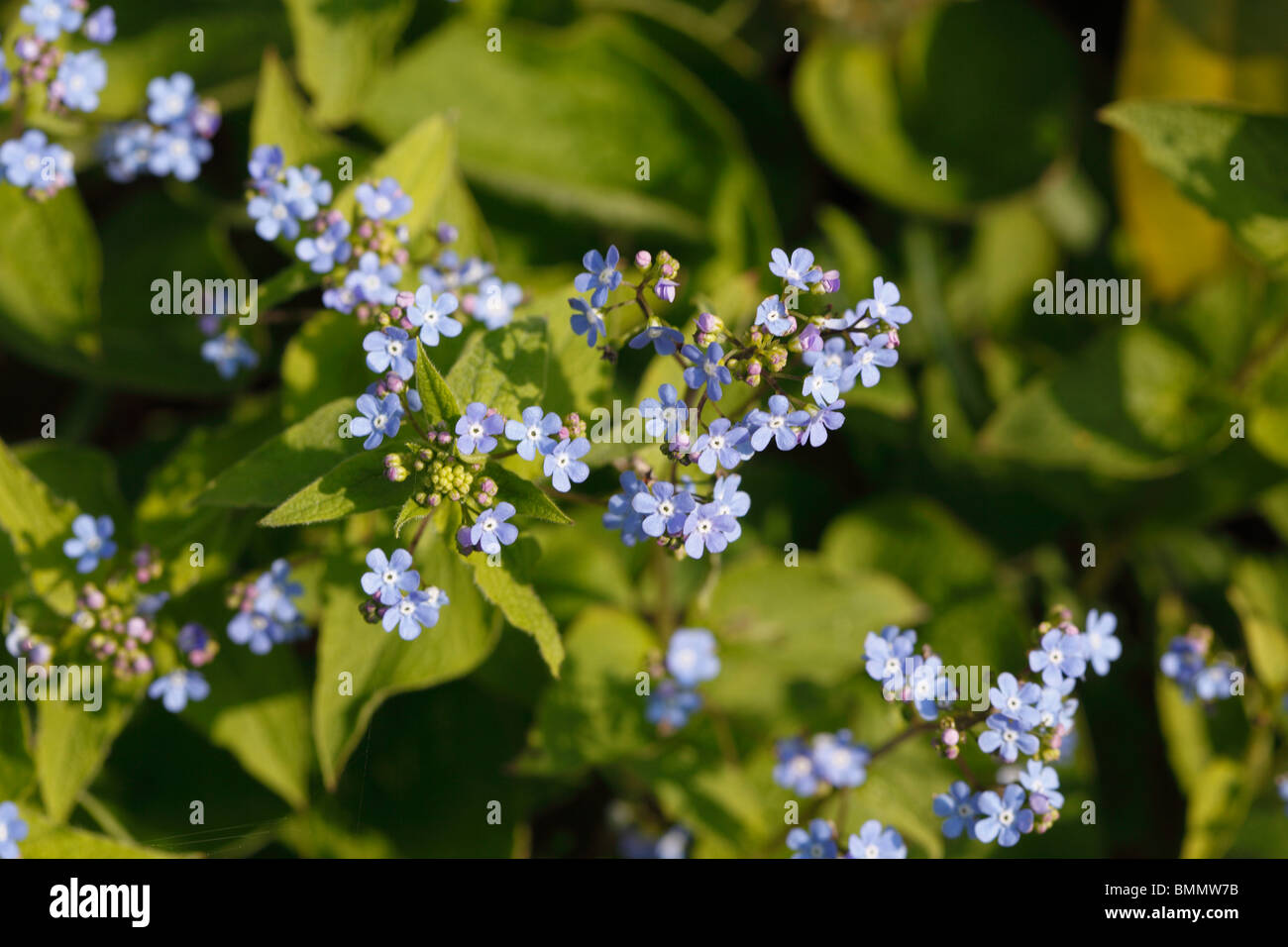 Brunnera hi-res stock photography and images - Alamy