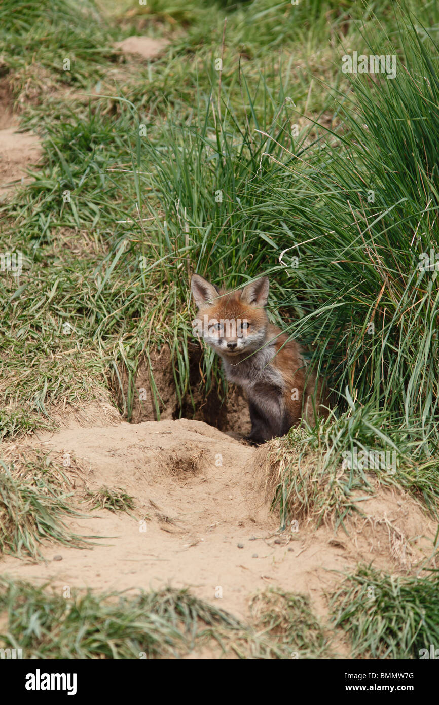 Fox earth hi-res stock photography and images - Alamy