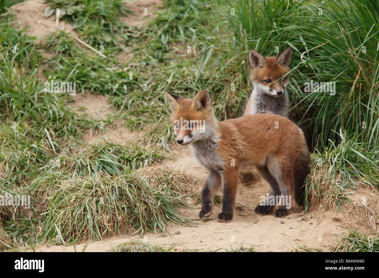 Fox earth hi-res stock photography and images - Alamy