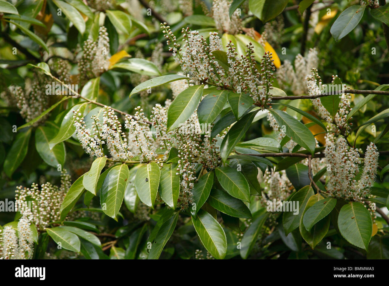 Laurel Tree Stock Photos & Laurel Tree Stock Images - Alamy