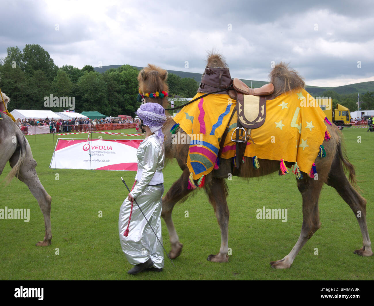 Camel racing at The Saddleworth Fair, Lancashire,England,UK Stock Photo ...