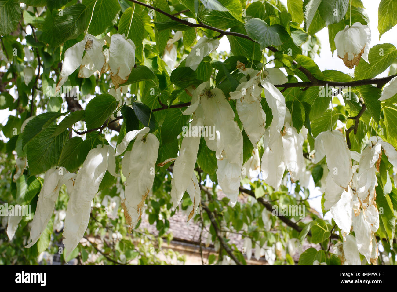 Handkerchief tree (davidia involucrata) close up of flowers Stock Photo ...