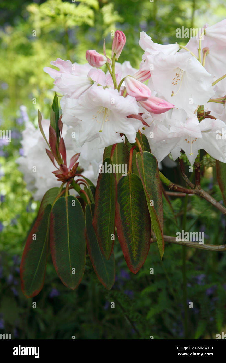 Sudden oak death (Phytophthora ramorum) on Rhododendron Stock Photo - Alamy