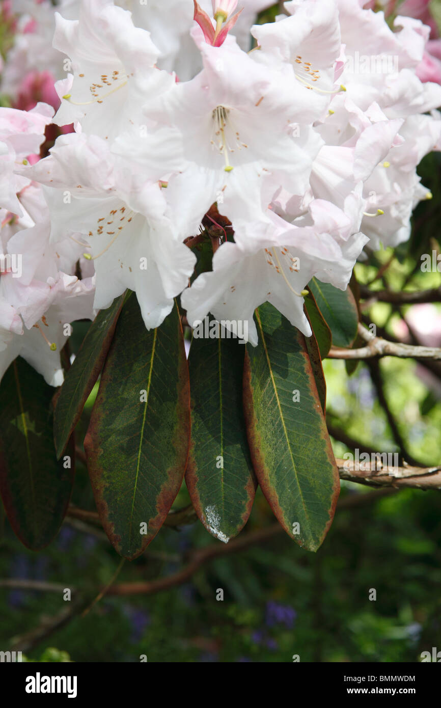 Phytophthora ramorum hi-res stock photography and images - Alamy