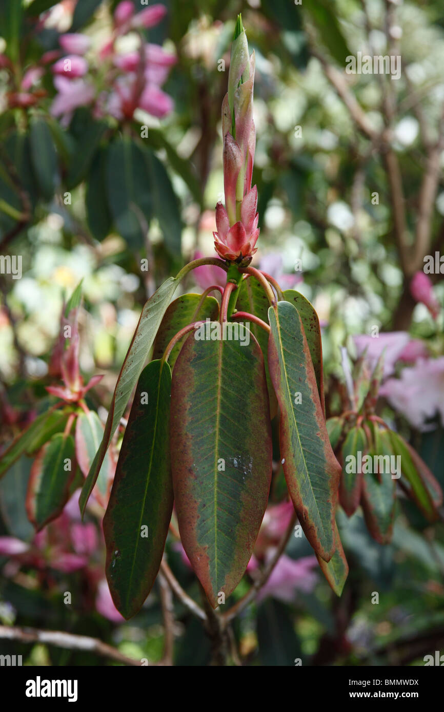 Sudden oak death (Phytophthora ramorum) on Rhododendron Stock Photo - Alamy