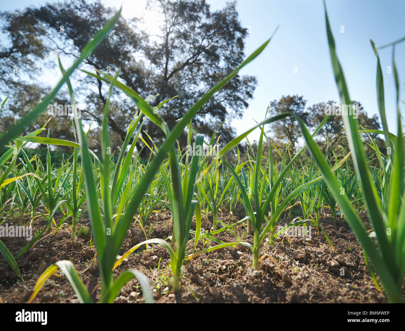 Summer garlic hi-res stock photography and images - Alamy