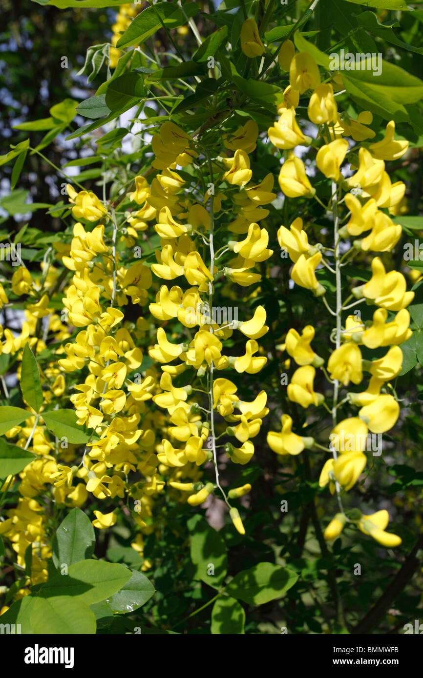 Common laburnum hi-res stock photography and images - Alamy