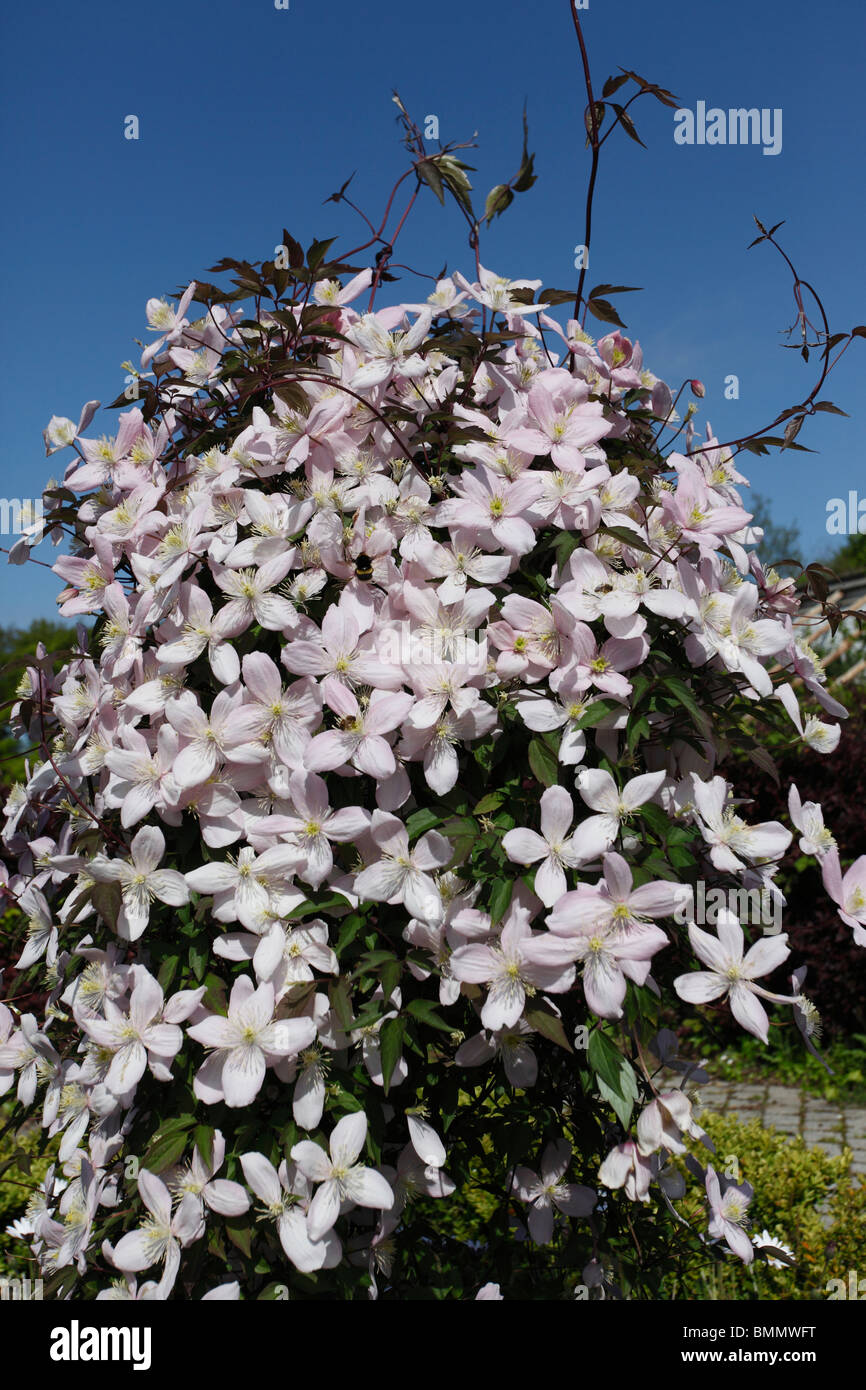 Clematis montana elizabeth plant in flower Stock Photo - Alamy