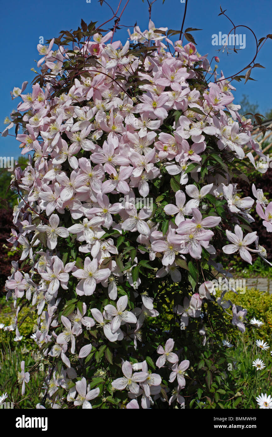 Clematis montana elizabeth plant in flower Stock Photo - Alamy