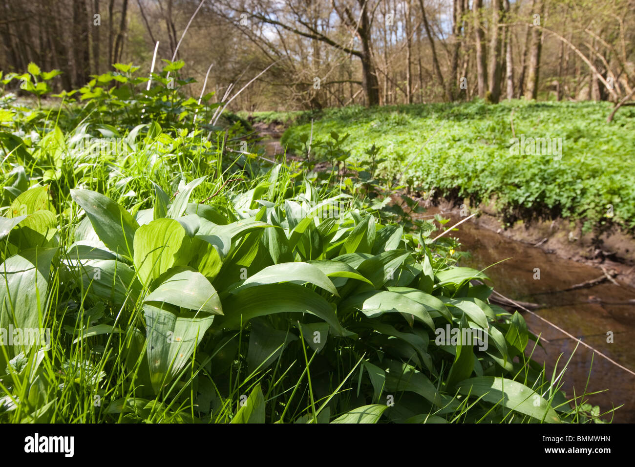 Ramsons picking hi-res stock photography and images - Alamy