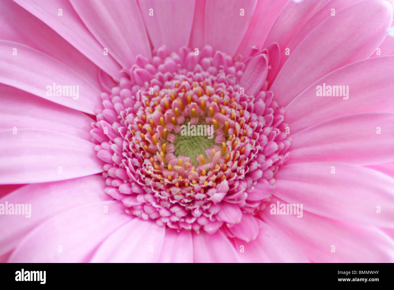 Pink bloom hi-res stock photography and images - Alamy