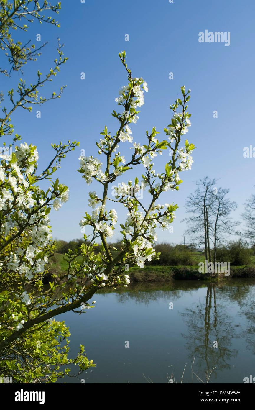river avon evesham worcestershire england uk Stock Photo - Alamy