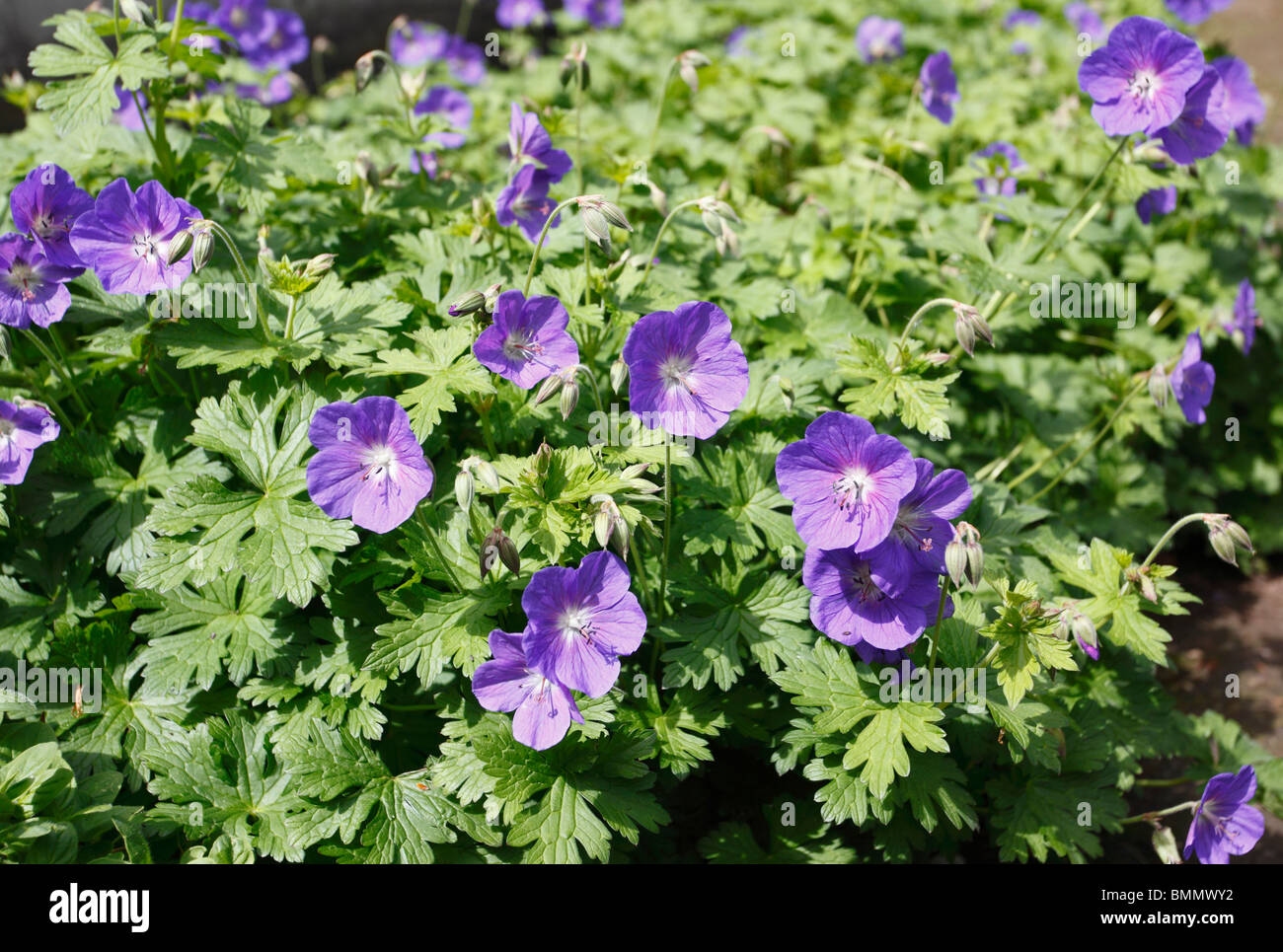 cranesbill (Geranium erianthum) plant in flower Stock Photo - Alamy