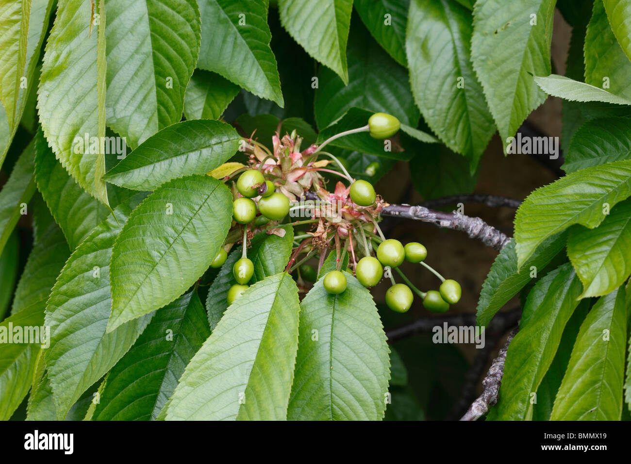 Stella cherry hi-res stock photography and images - Alamy