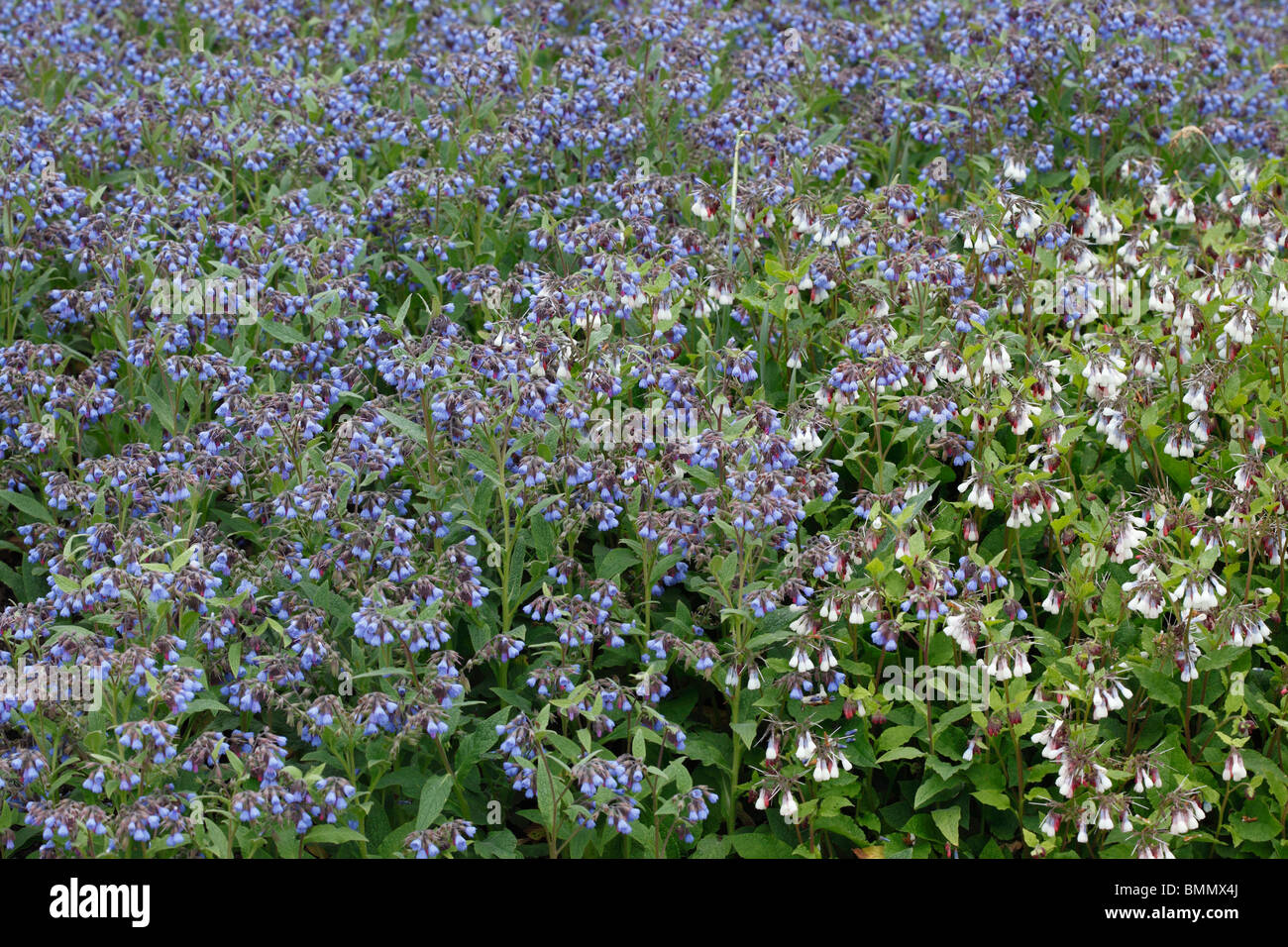 pulmonaria plants in flower Stock Photo - Alamy