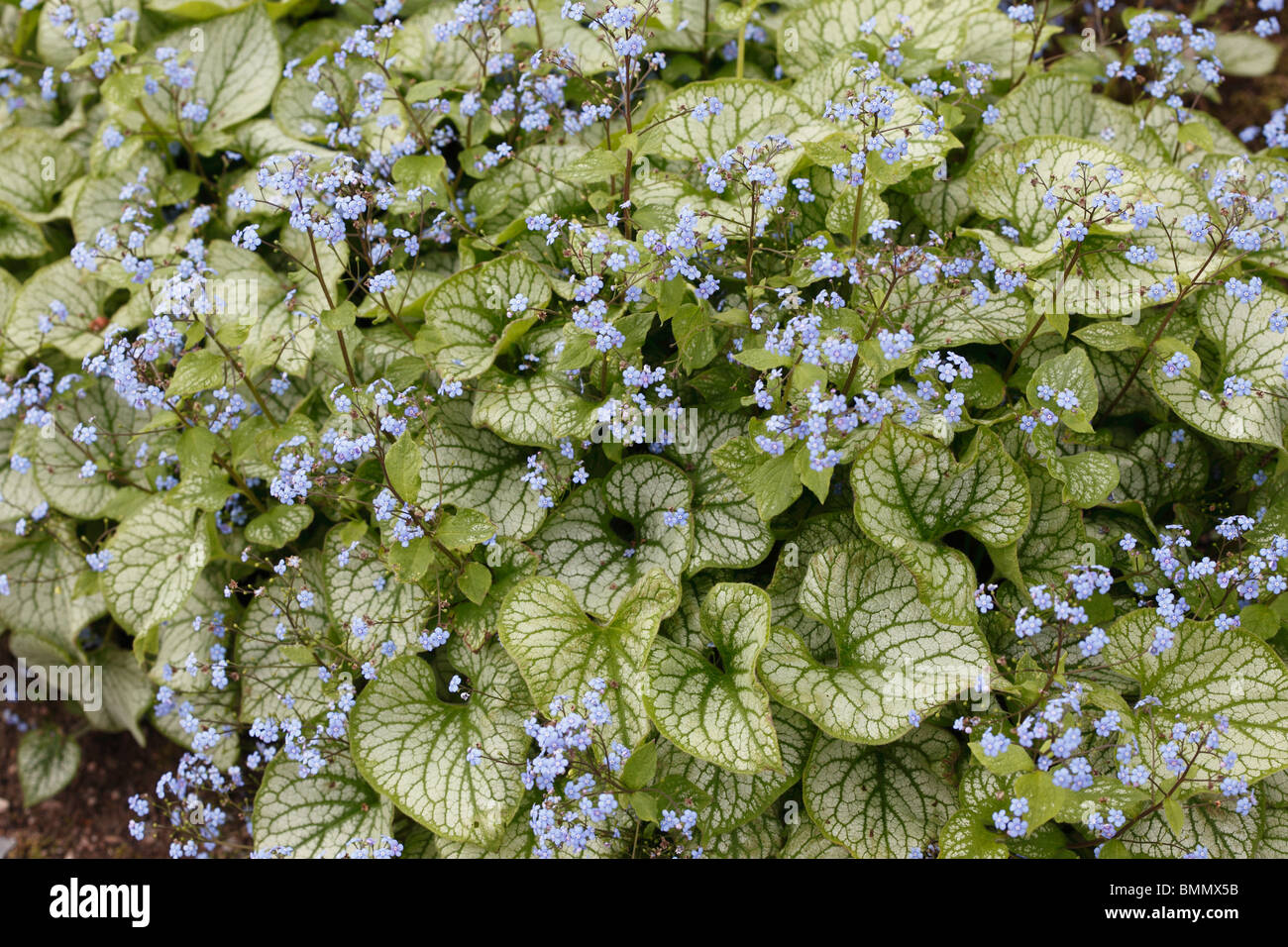 Brunnera hi-res stock photography and images - Alamy