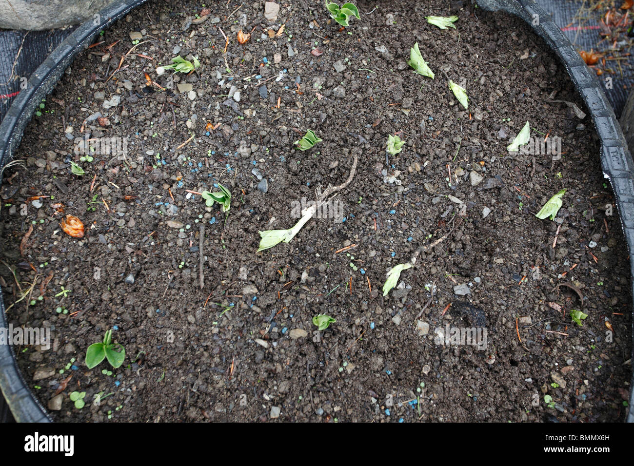 wood mouse damage to emerging broad bean seedlings Stock Photo - Alamy