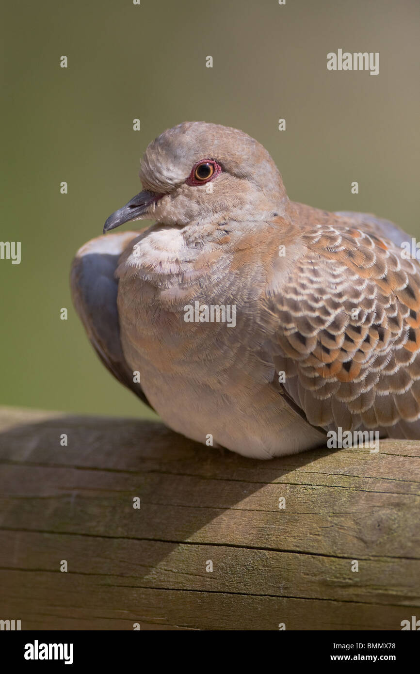 Turtle Dove, Streptopelia turtur, Norfolk UK Stock Photo - Alamy