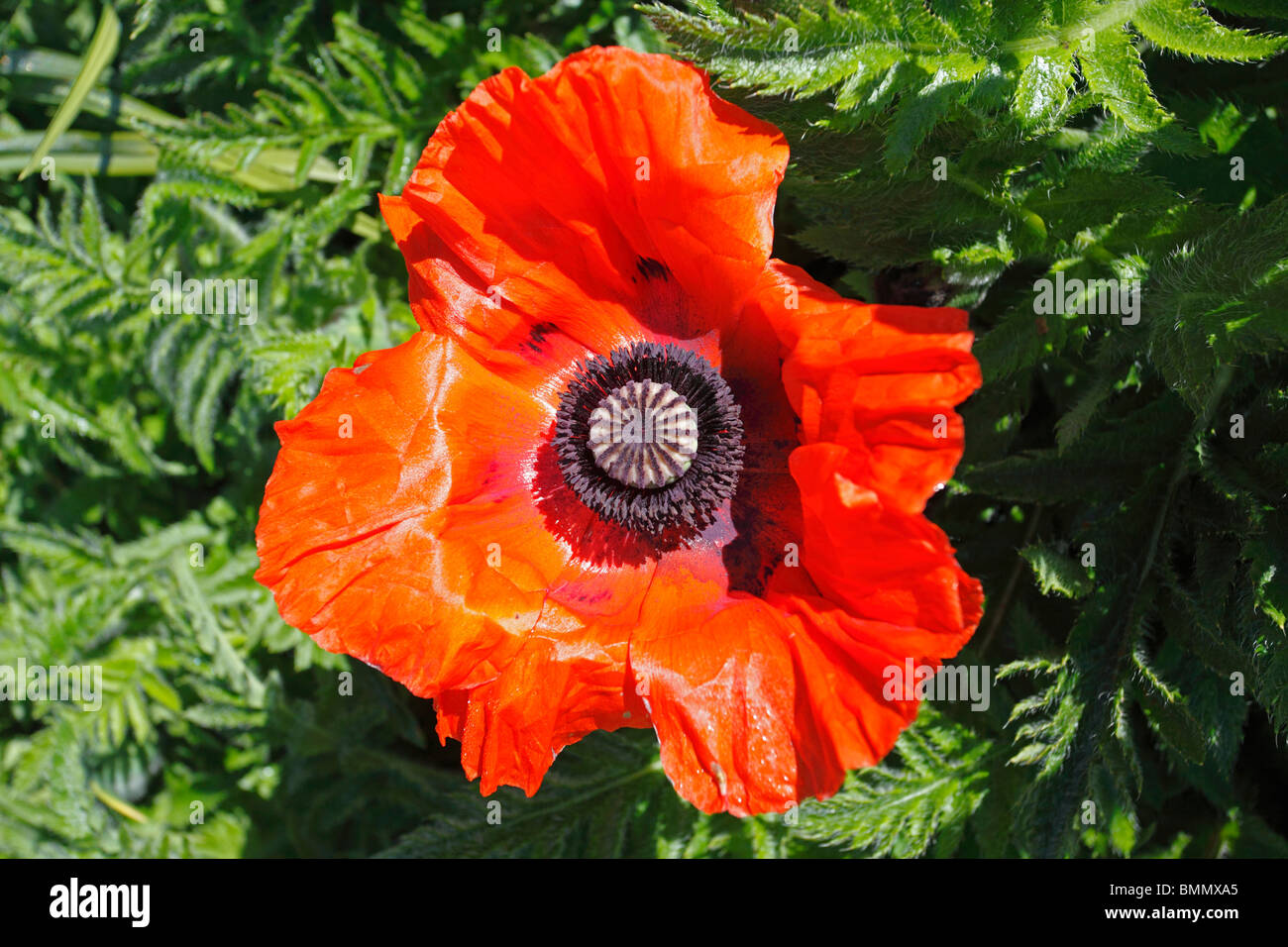 Beauty of livermere hi-res stock photography and images - Alamy