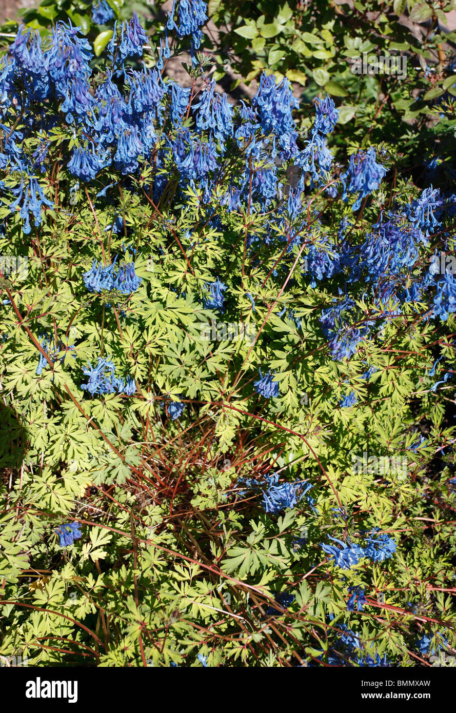 Corydalis flower hi-res stock photography and images - Alamy