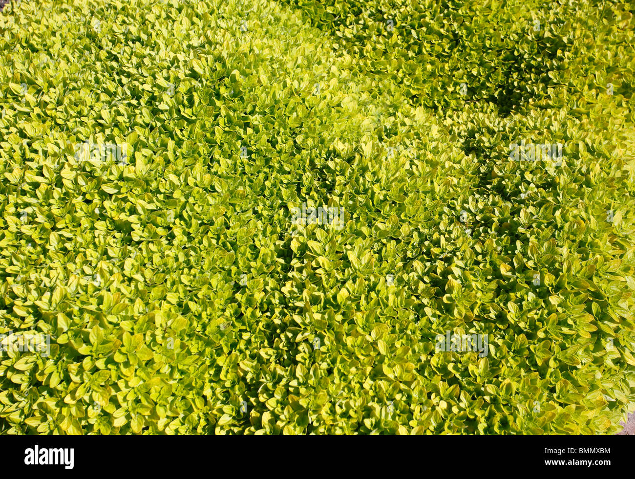 Gold plants hi-res stock photography and images - Alamy