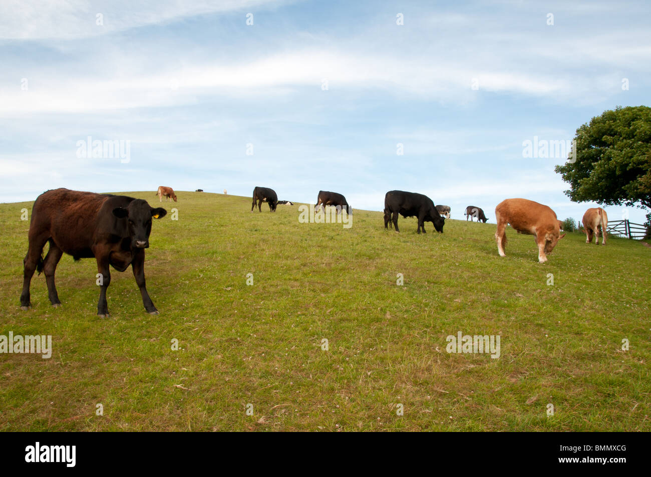 Cows out in the field hi-res stock photography and images - Alamy