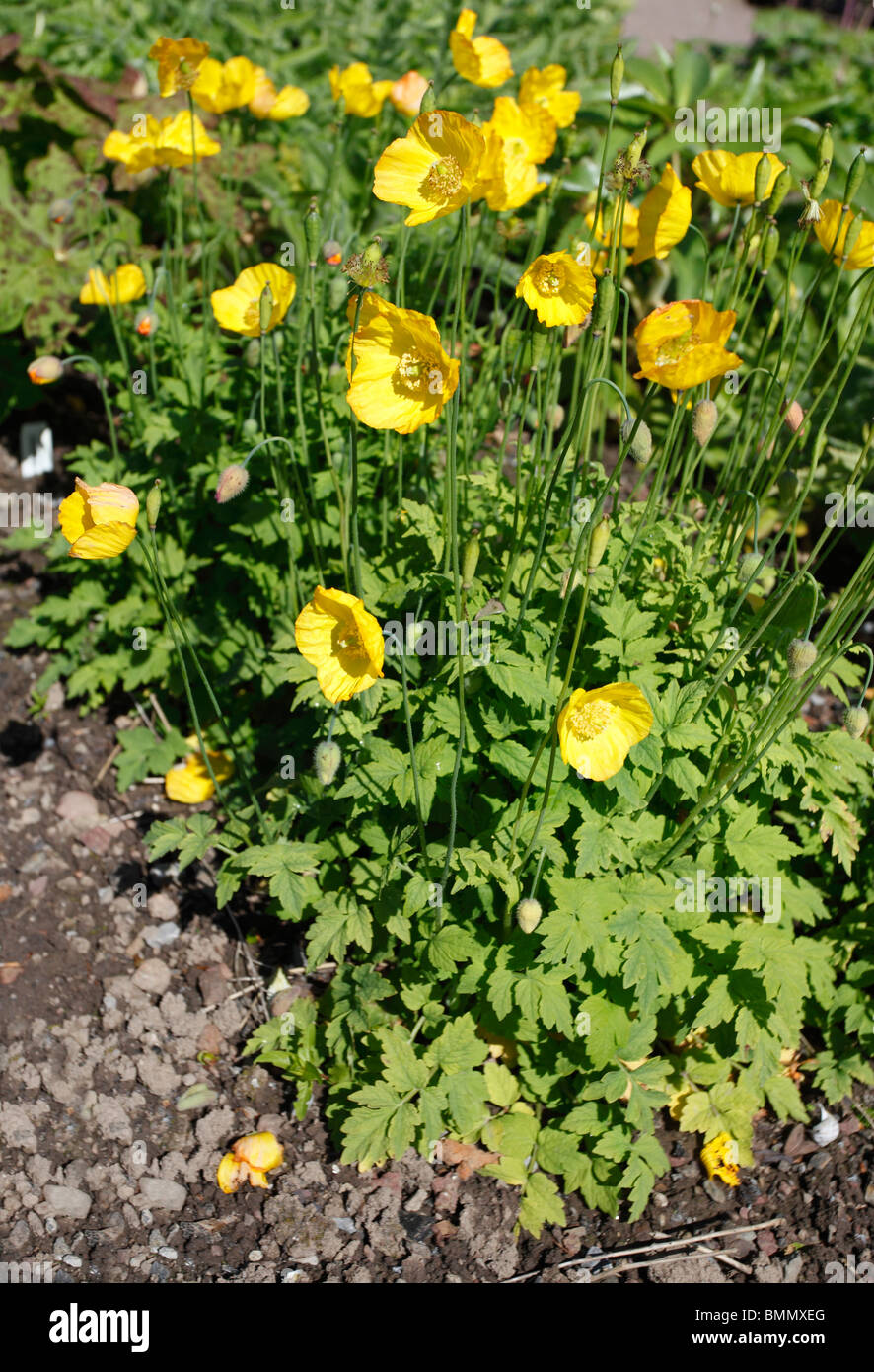 Welsh poppy hi-res stock photography and images - Alamy