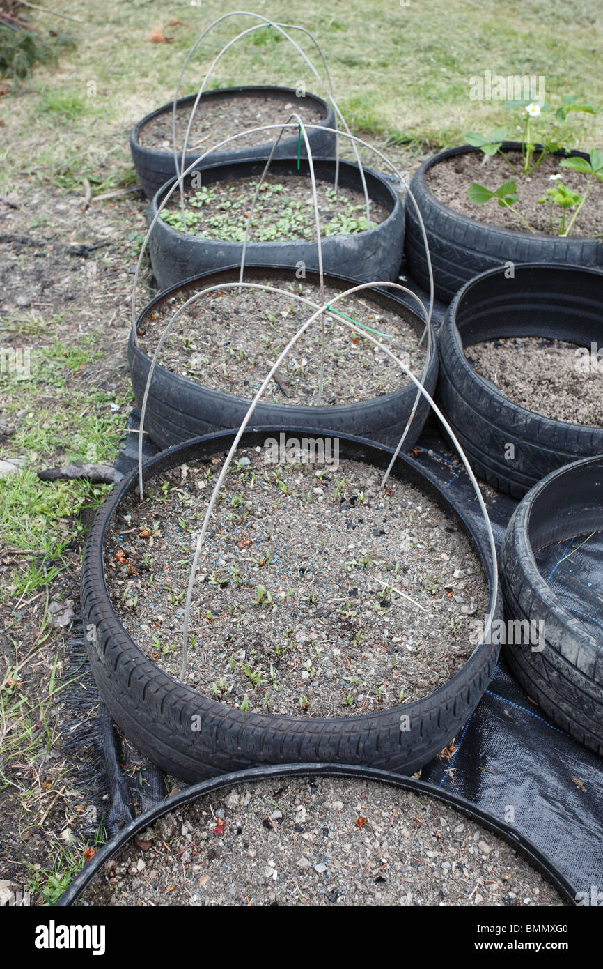 tyre garden wire support frames in situ Stock Photo - Alamy