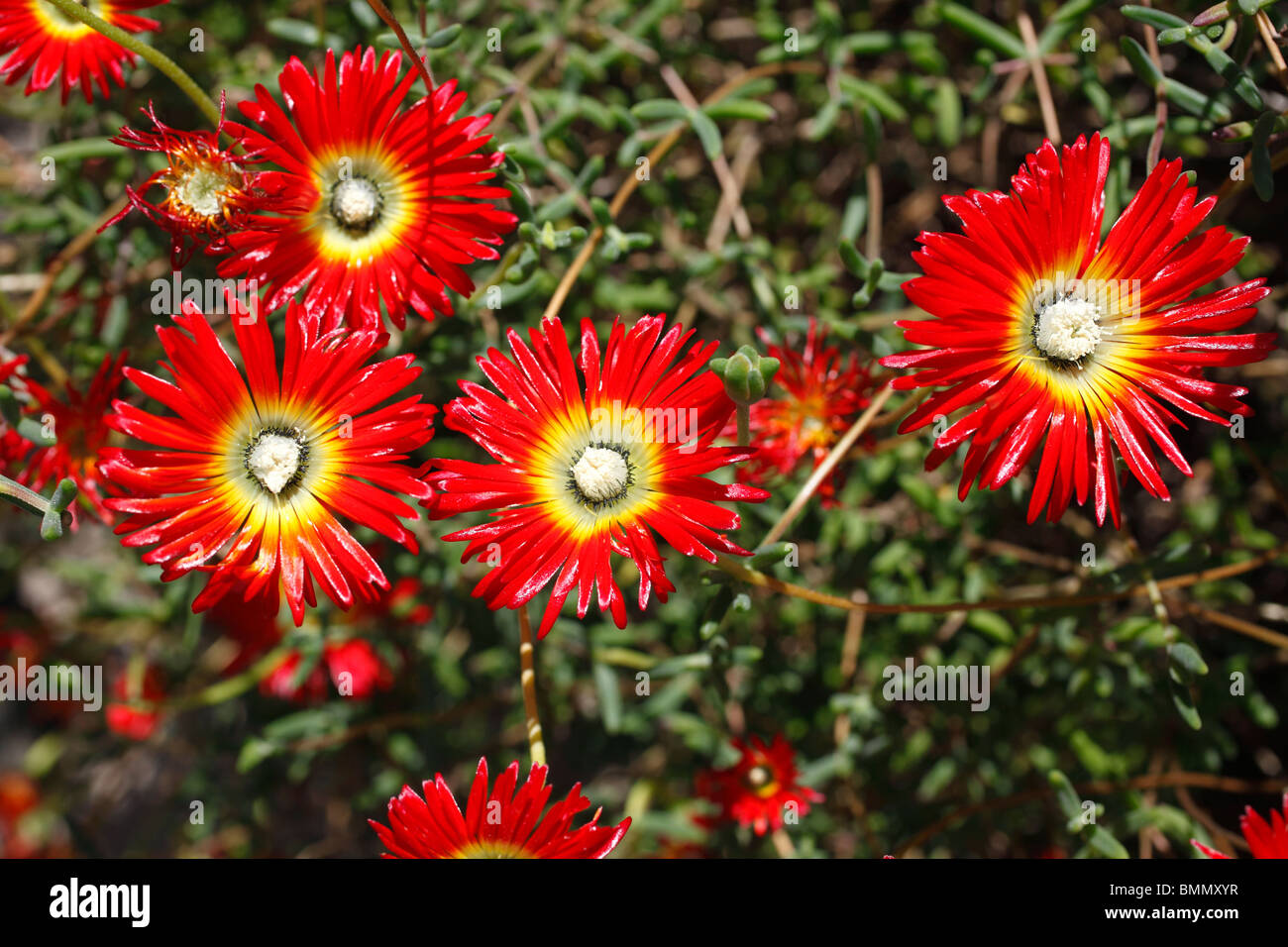 Mesembryanthemum hi-res stock photography and images - Alamy