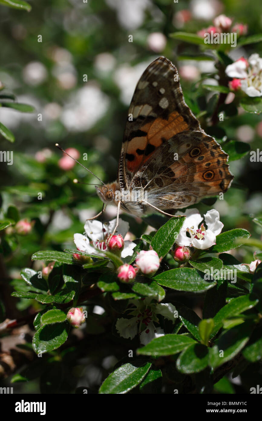 Painted lady (Vanessa atalanta) taking nectar from cotoneaster Stock ...