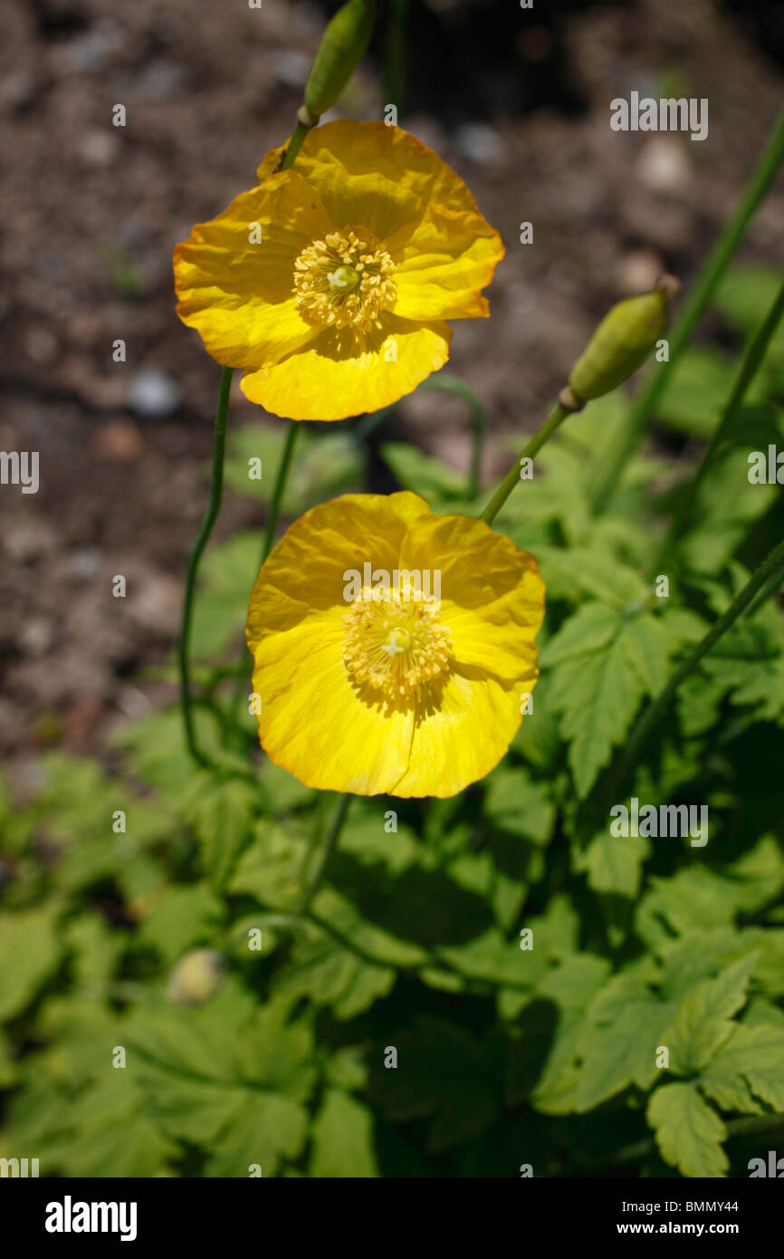 Welsh poppy (Mechanopsis cambrica) close up of flowers Stock Photo - Alamy