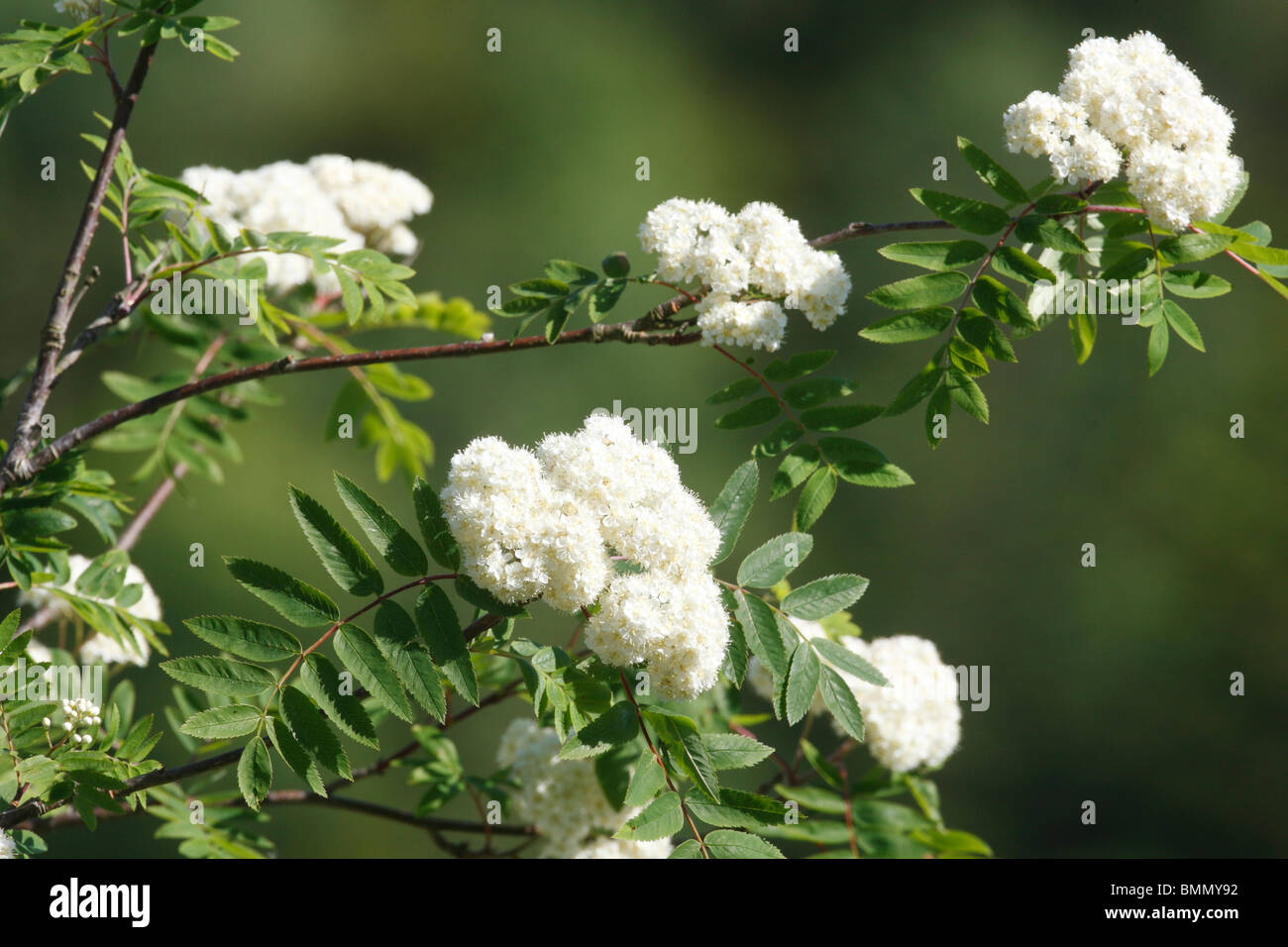Rowan flowers hi-res stock photography and images - Alamy