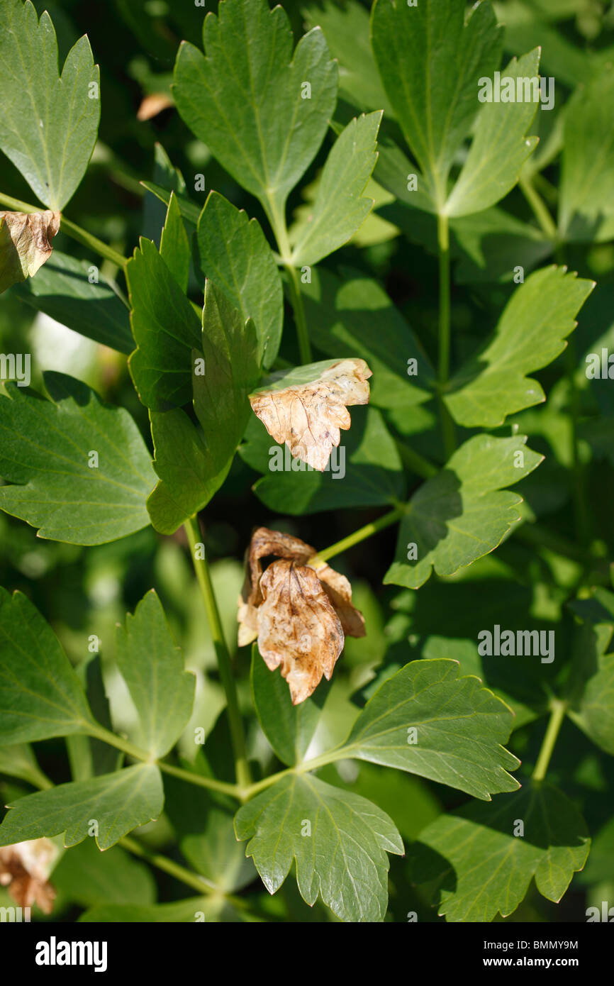 Lovage (Levisticum officinale) showing leaf miner damage Stock Photo ...