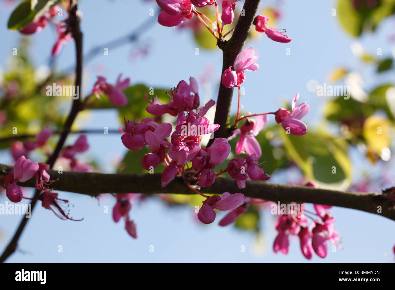 Judas tree hi-res stock photography and images - Alamy