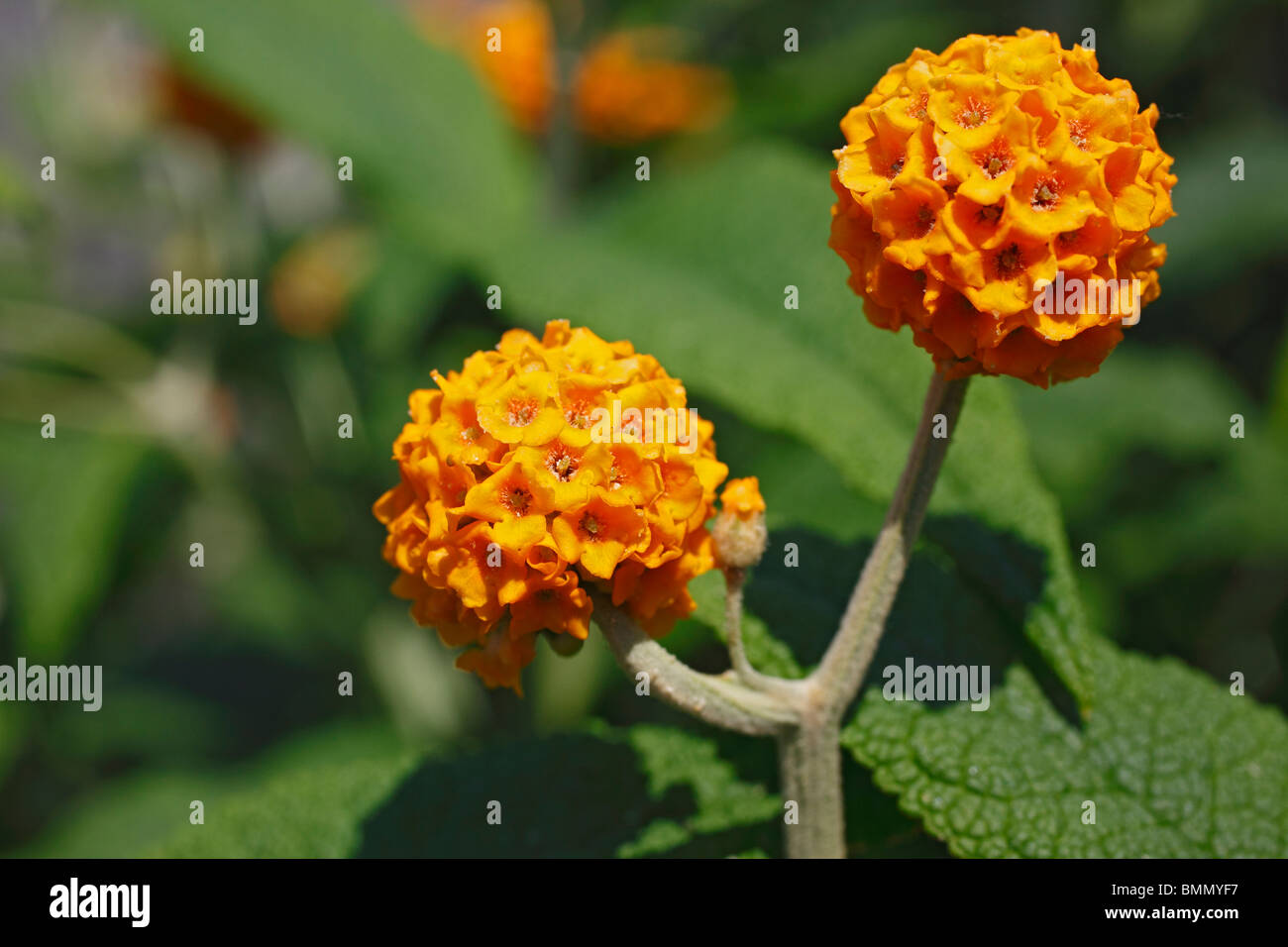 Buddleia globosa hi-res stock photography and images - Alamy