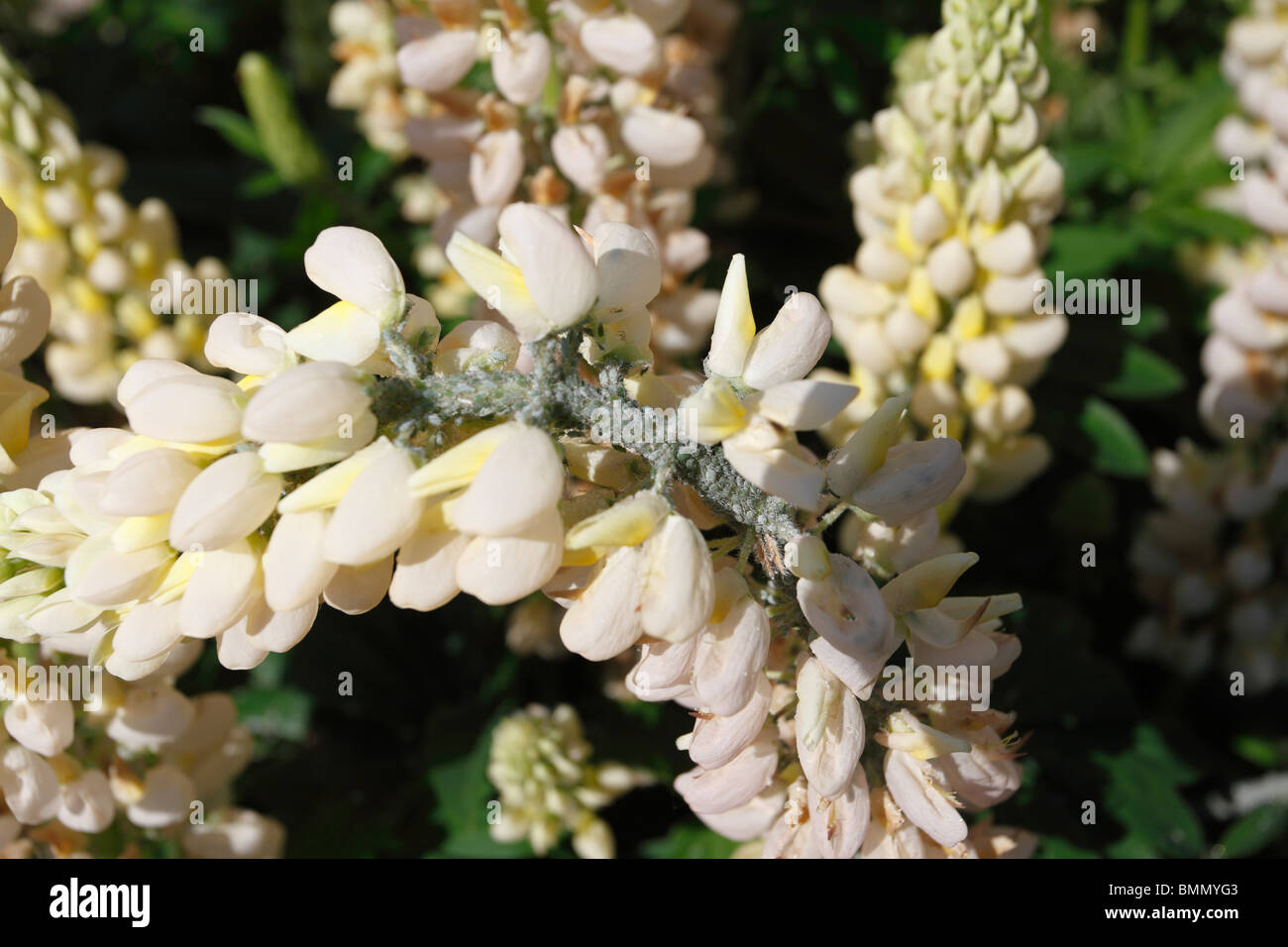 Aphid attack on Lupin flower Stock Photo - Alamy